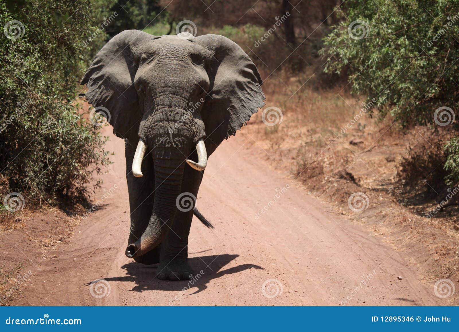 Elephant on dirt road stock photo. Image of africa, power - 12895346