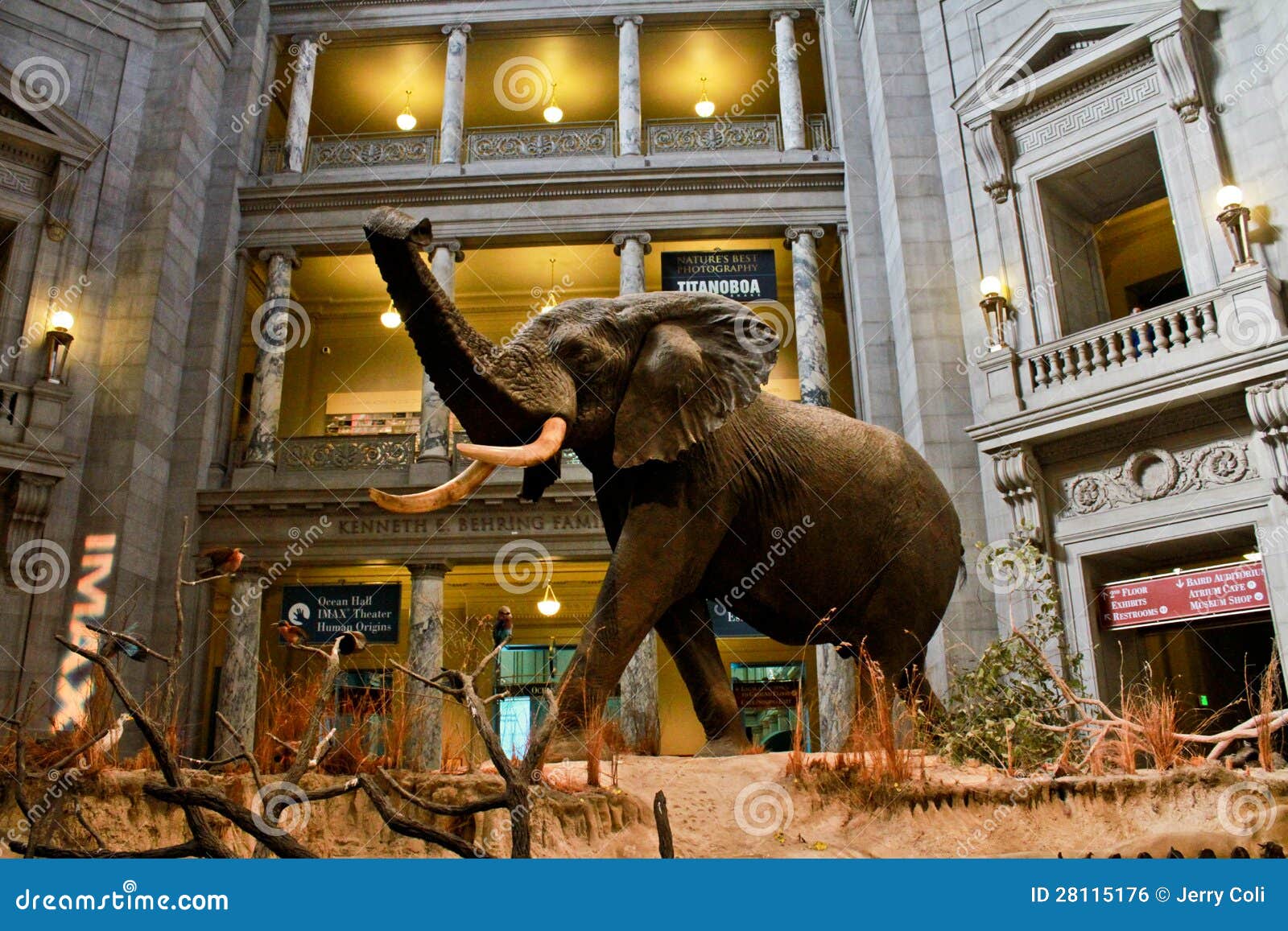 Elephant Display at National Museum of Natural History. Editorial Photo ...