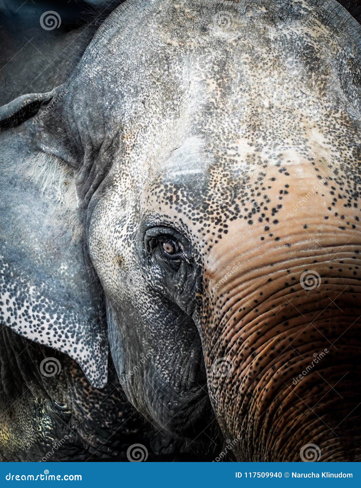 Elephant with Dramatic Tone Stock Photo - Image of fish, fruit: 117509940