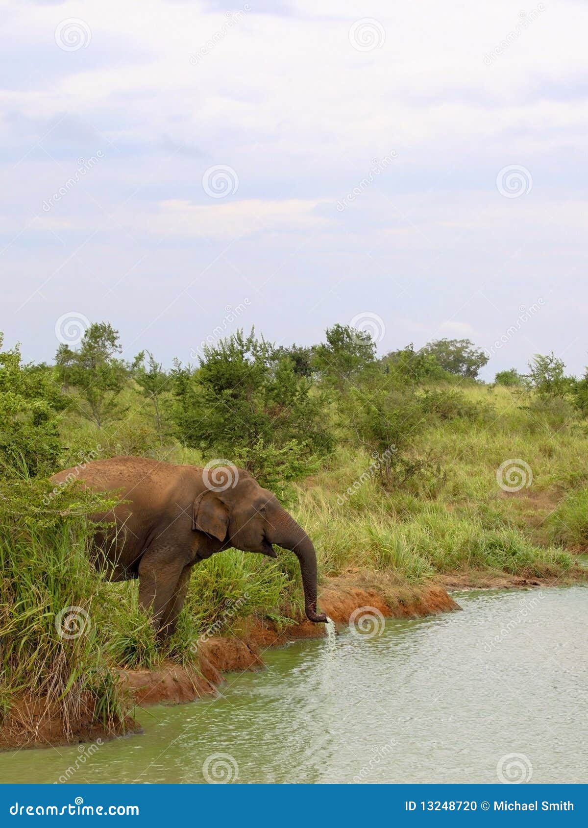 Elephant Drinking from a Lake Stock Photo - Image of tourism, bright ...