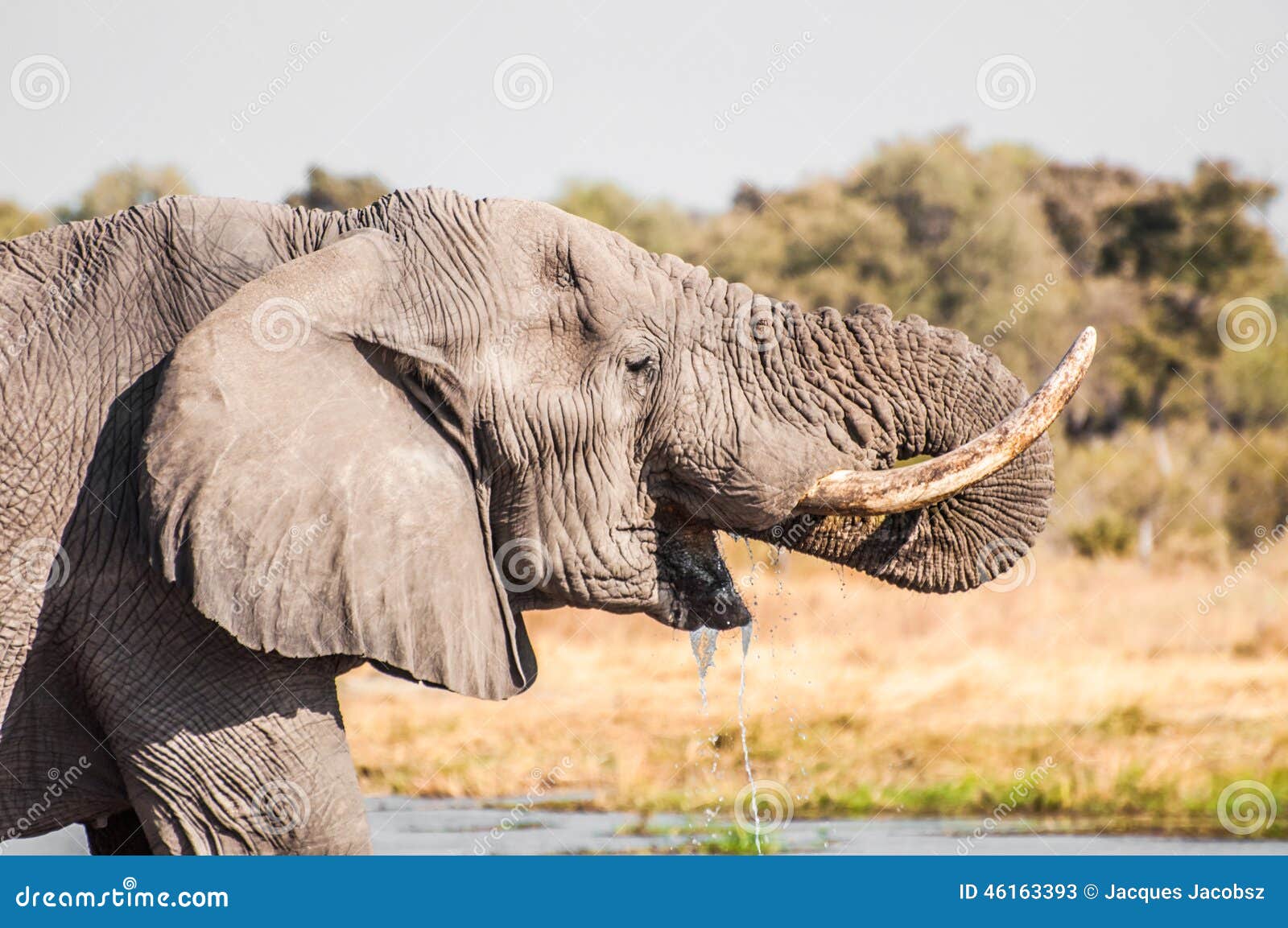 Elephant drinking water stock image. Image of water, saharan - 46163393