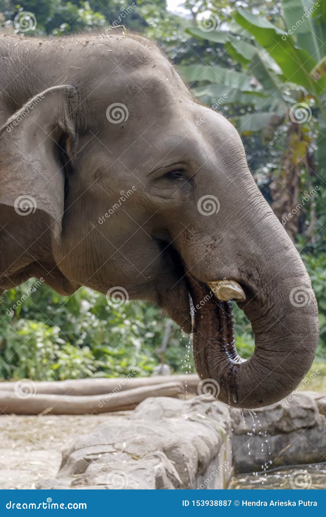 An ELEPHANT DRINKING WATER with TRUNK Stock Image - Image of park, asia ...