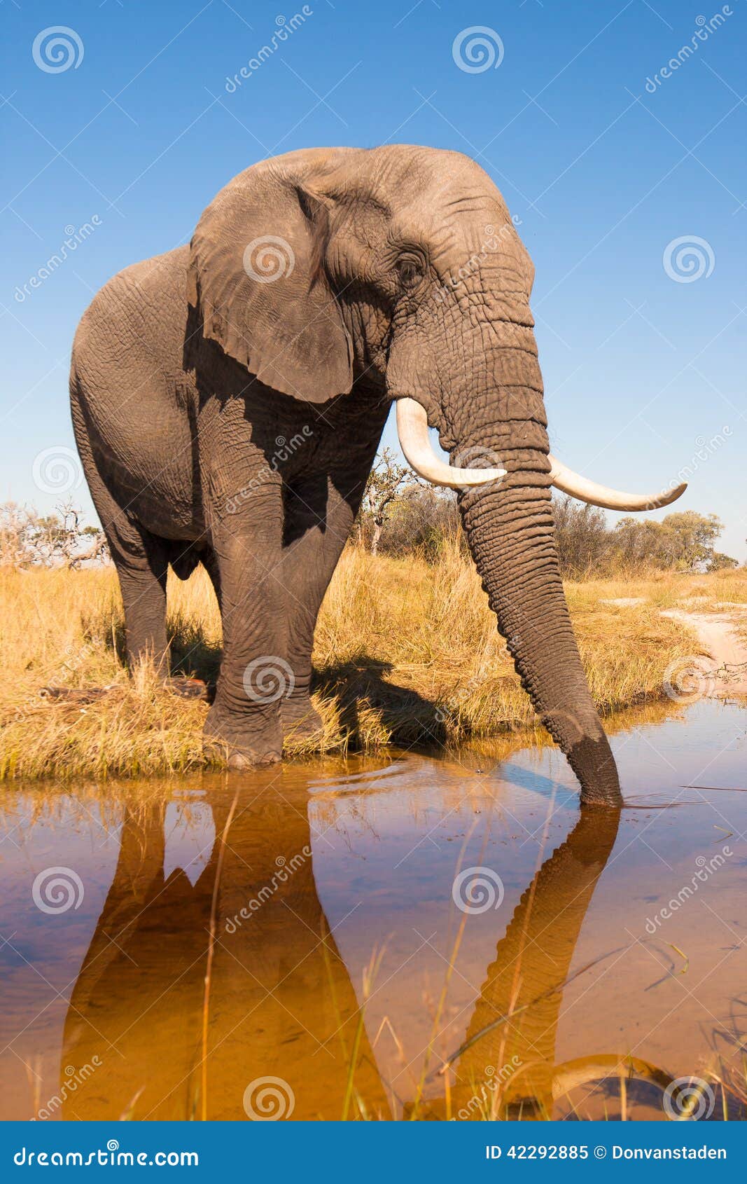 Elephant Drinking Water stock image. Image of mammal - 42292885