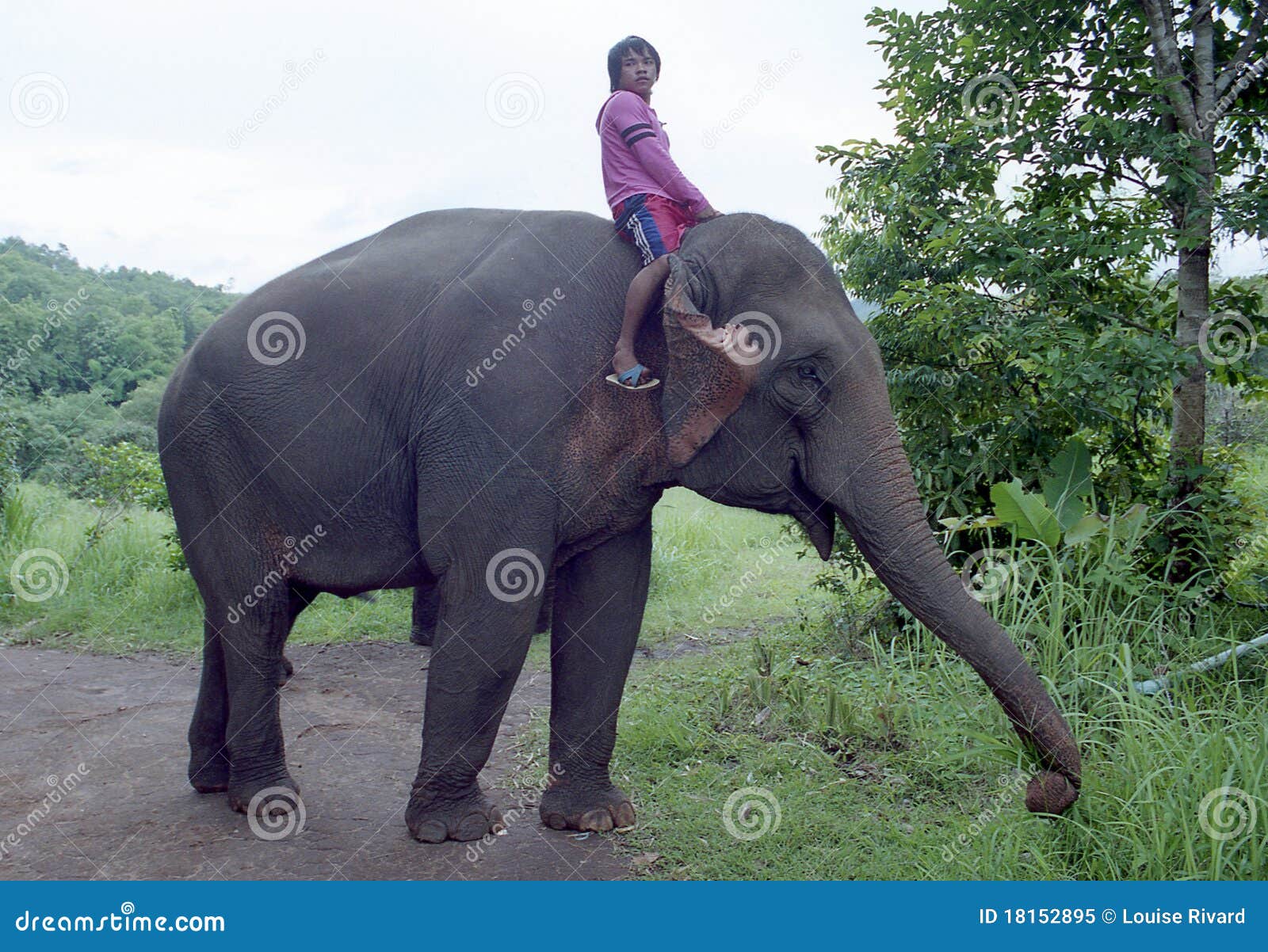 Elephant driver editorial image. Image of travel, thailand - 18152895