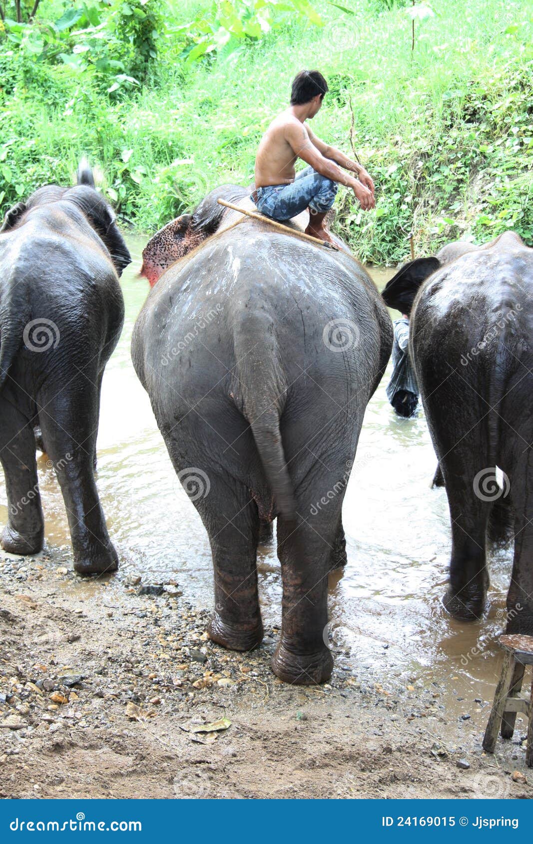Elephant driver editorial image. Image of asian, friendship - 24169015