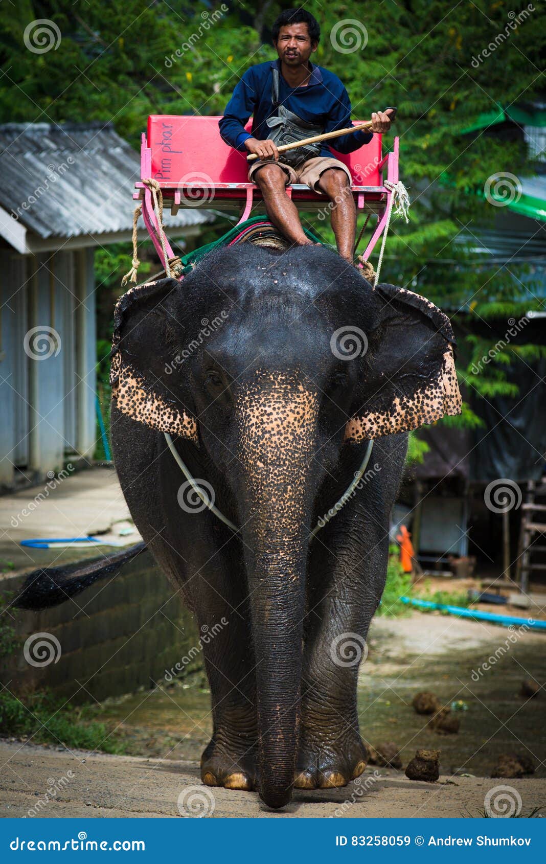 Elephant driver editorial stock image. Image of seeking - 83258059