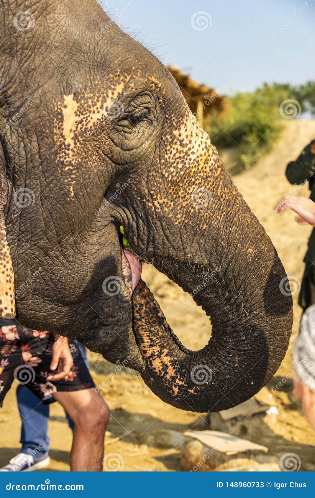 Elephant Drivers in Nepal. Chitwan National Park. 22 December 2017 ...