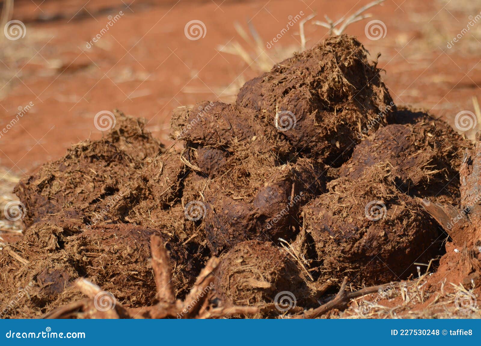 Elephant dung close up stock photo. Image of wildlife - 227530248