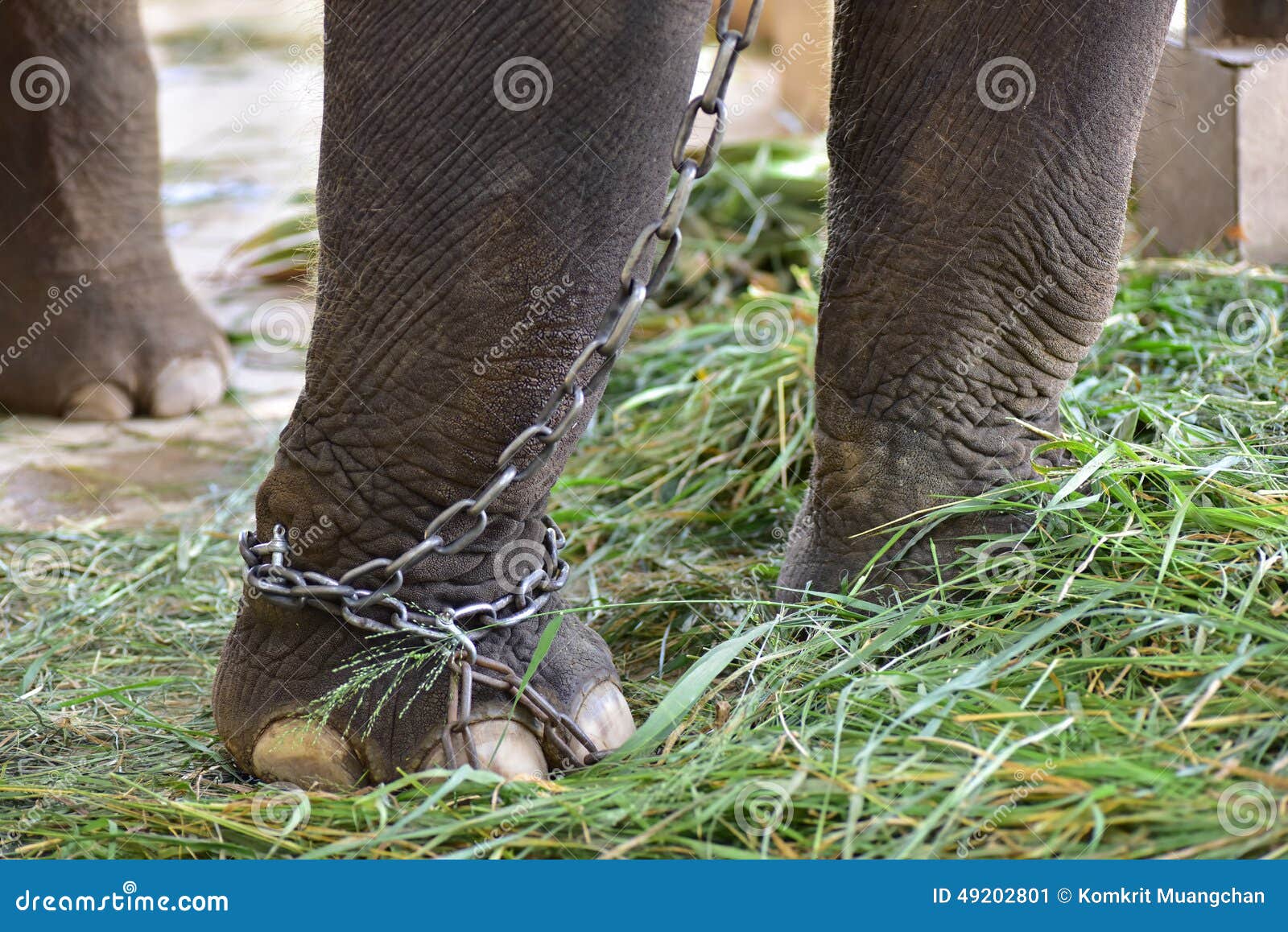 Elephant dung stock image. Image of nature, natural, unspoiled - 49202801