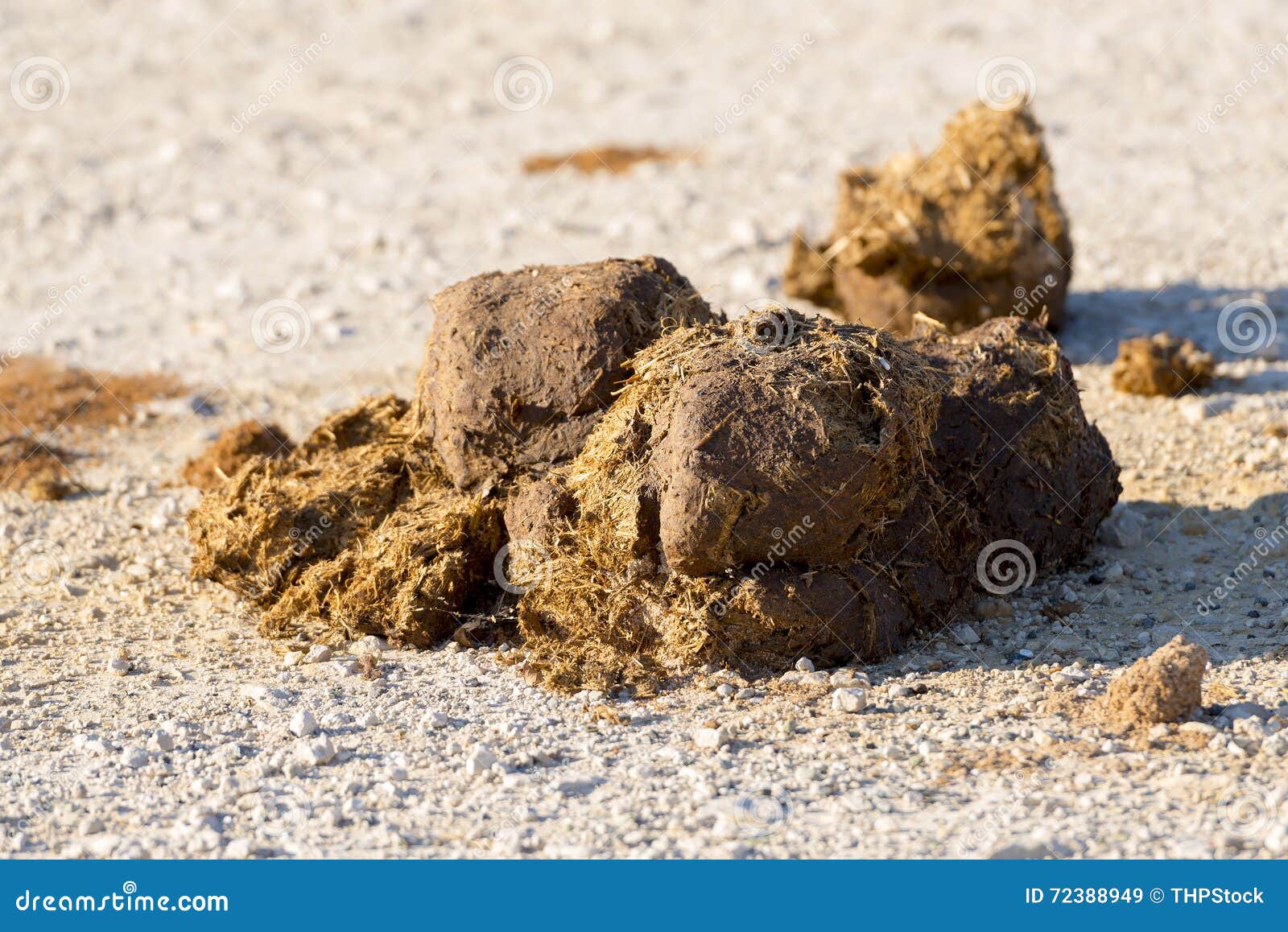 Elephant Dung stock image. Image of pile, elephant, natural - 72388949
