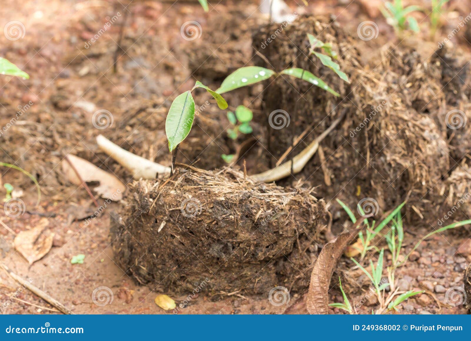 Saplings Grow on Elephant Dung Stock Photo - Image of earth, grow ...