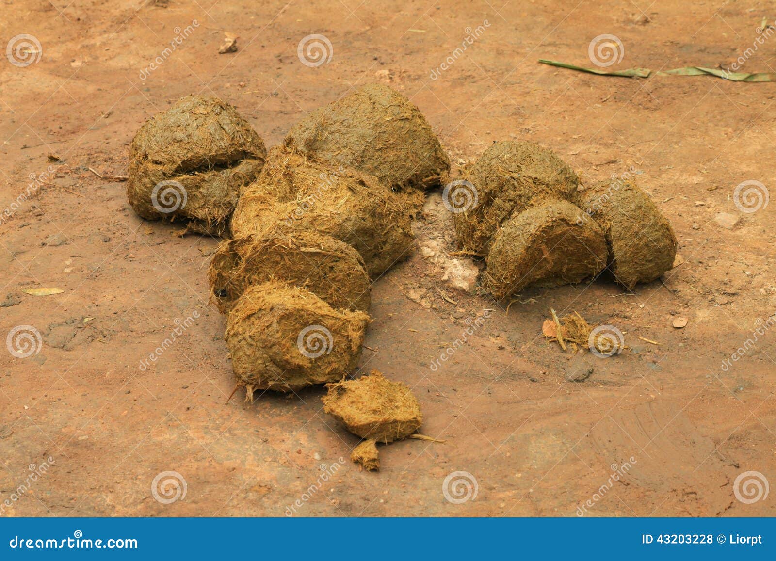 Elephant dung stock photo. Image of khao, faeces, dung - 43203228