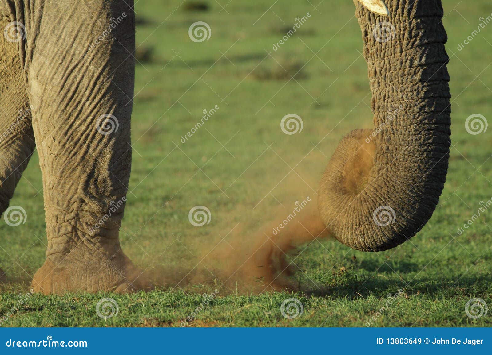Elephant dust stock image. Image of bull, wildlife, trunk - 13803649