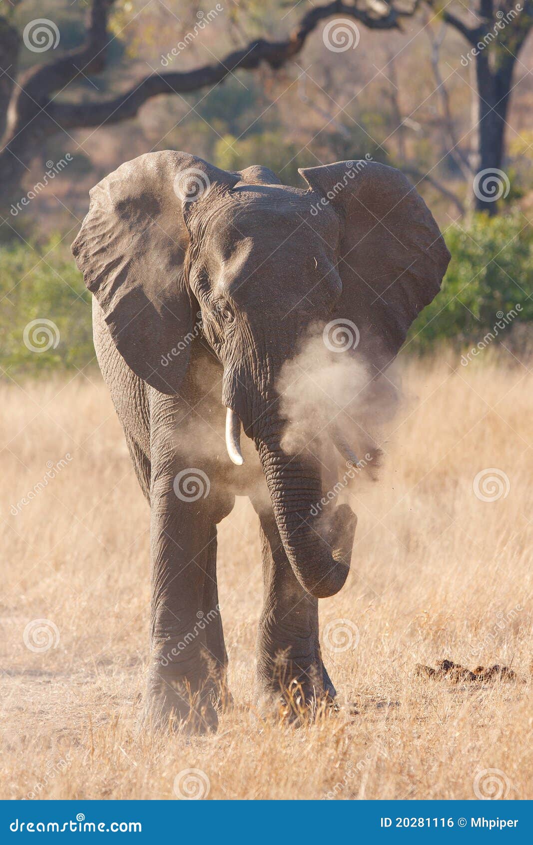 Elephant Dust Bath stock photo. Image of africa, spray - 20281116