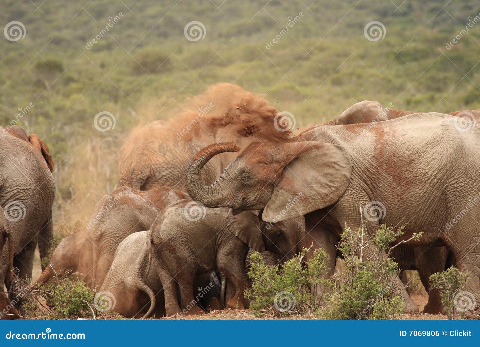 Elephant dust bath. stock photo. Image of calf, mammal - 7069806