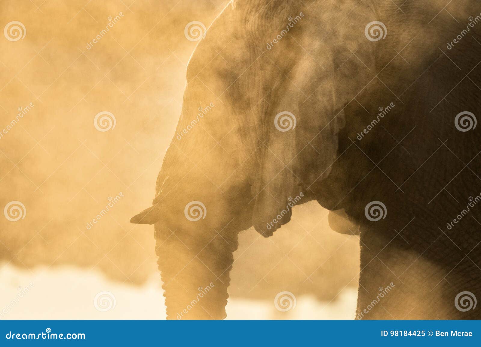 Elephant dust bath. stock image. Image of halali, dust - 98184425