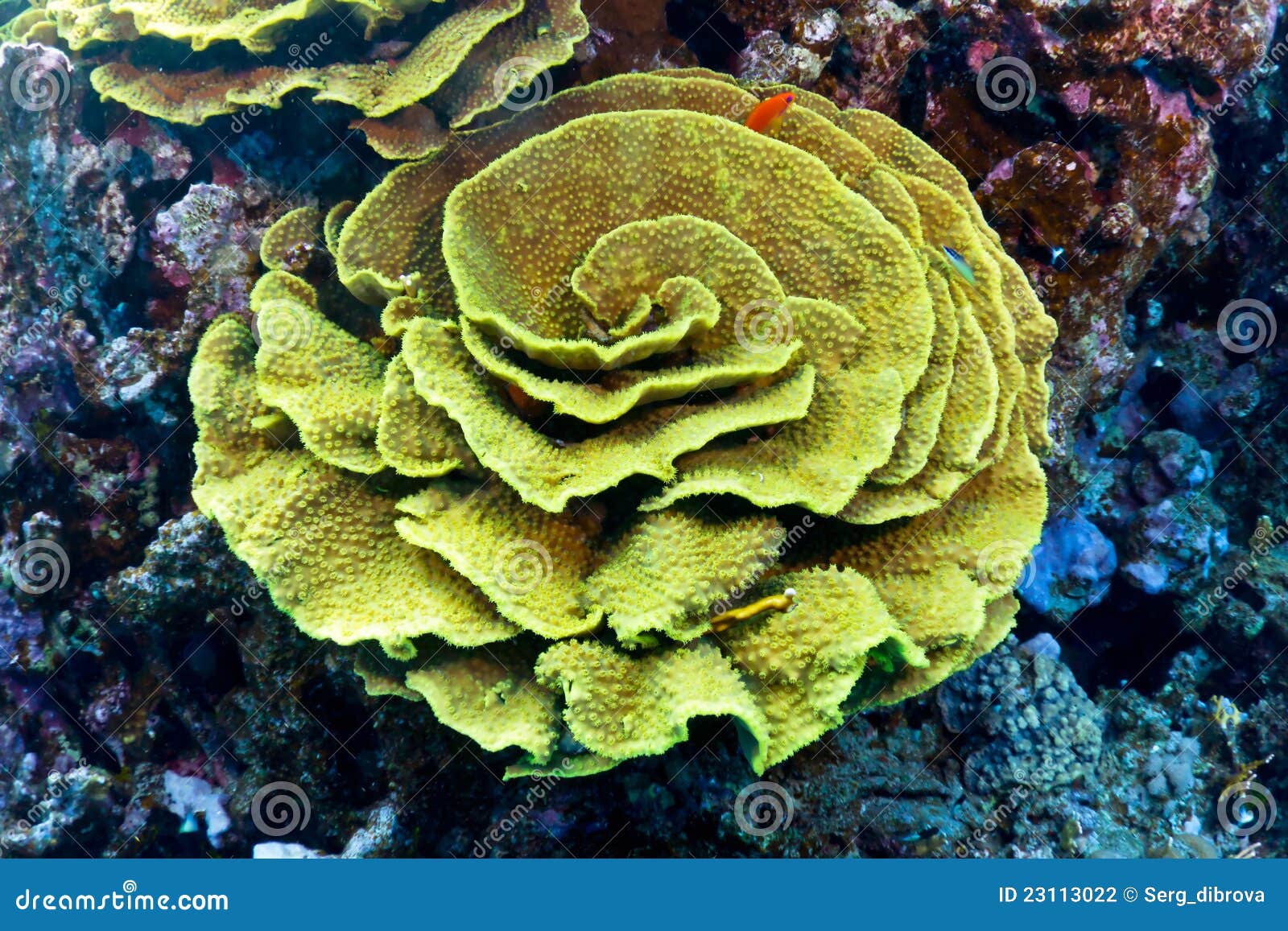 Elephant Ear Coral (mycedium Elephantotus) In The Red Sea. Stock Photo ...