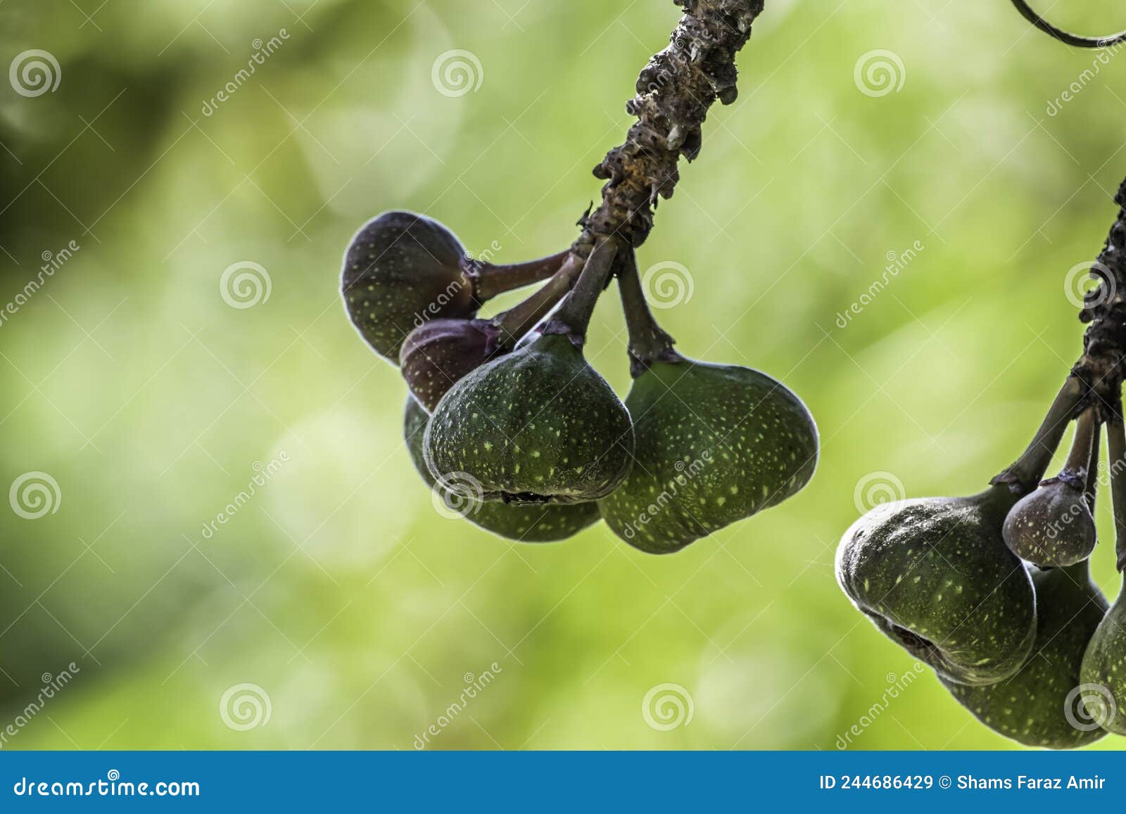 Elephant Ear Fig Organic Fruits on a Fig Tree Stock Image - Image of ...