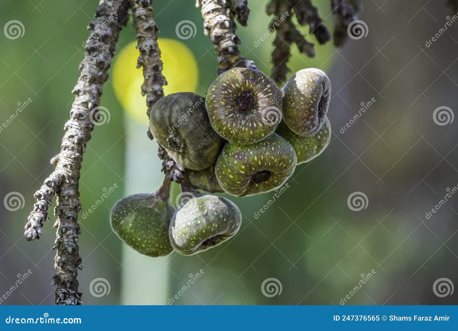 Elephant Ear Fig Organic Fruits on a Fig Tree Stock Image - Image of ...