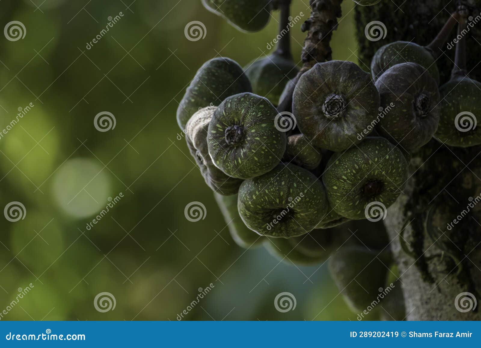 Elephant Ear Fig Organic Fruits on a Fig Tree Stock Image - Image of ...