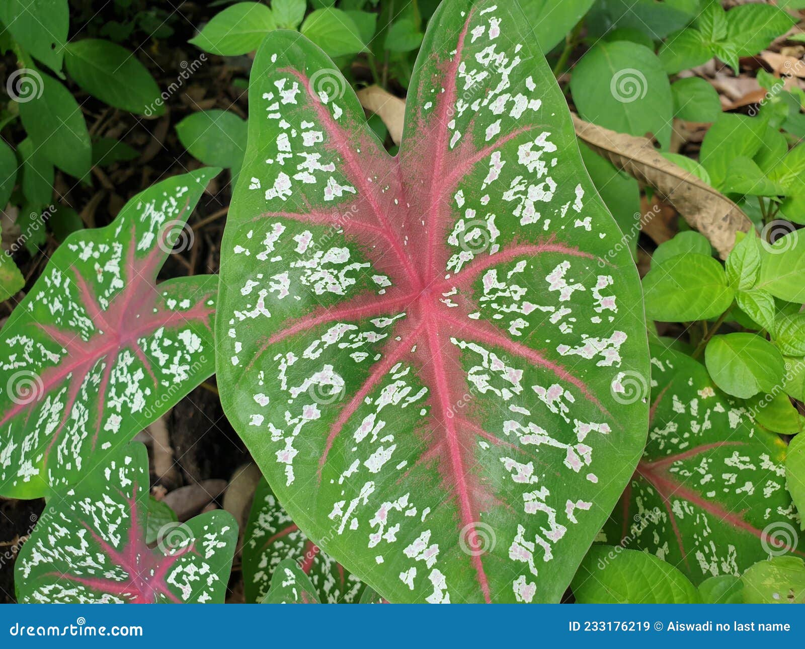 Elephant ear flower stock image. Image of plant, garden - 233176219