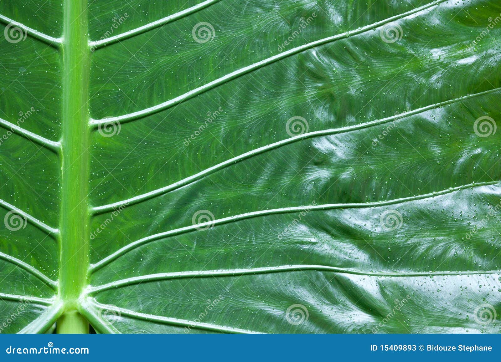Elephant ear leaf stock image. Image of botany, close - 15409893