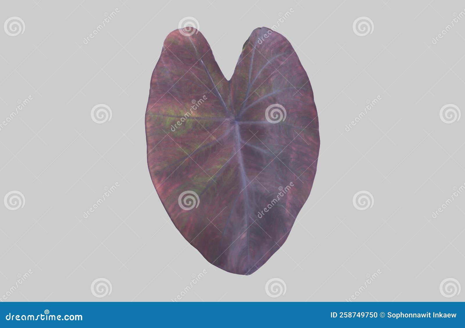 Elephant Ear Leaf or Black Magic Leaf Stock Photo - Image of beautiful ...