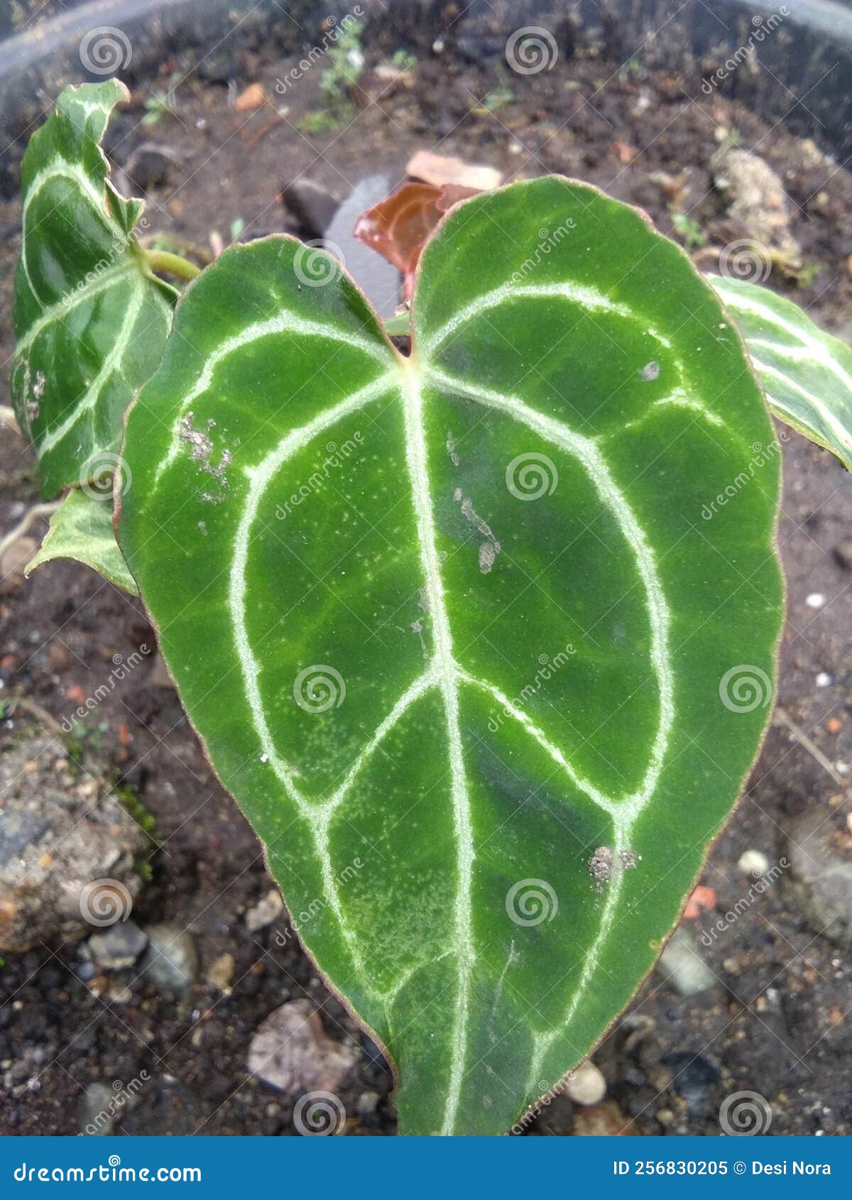 Elephant Ear Leaf Ornamental Plant, the Leaves are Wide with Clear Leaf ...
