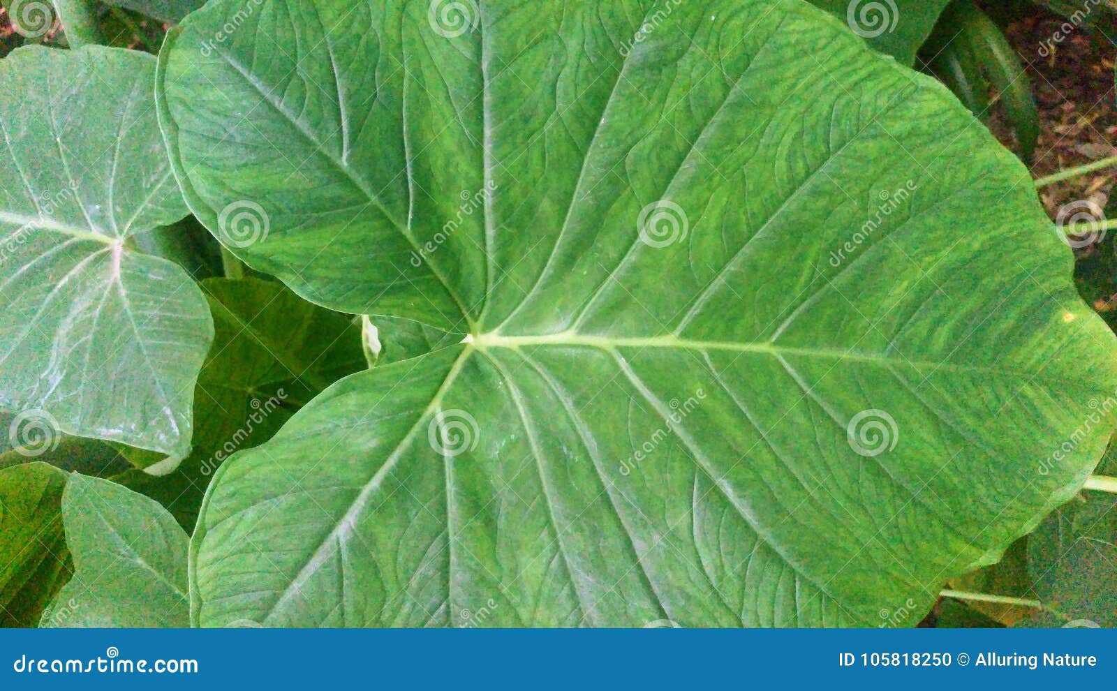 Elephant Ear Leaf Textured Closeup Stock Photo - Image of closeup ...