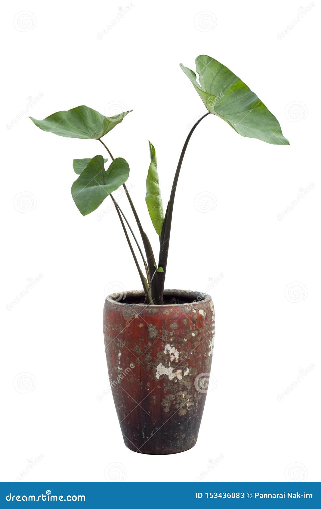 1,144 Taro Pot Stock Photos - Free & Royalty-Free Stock Photos from ...