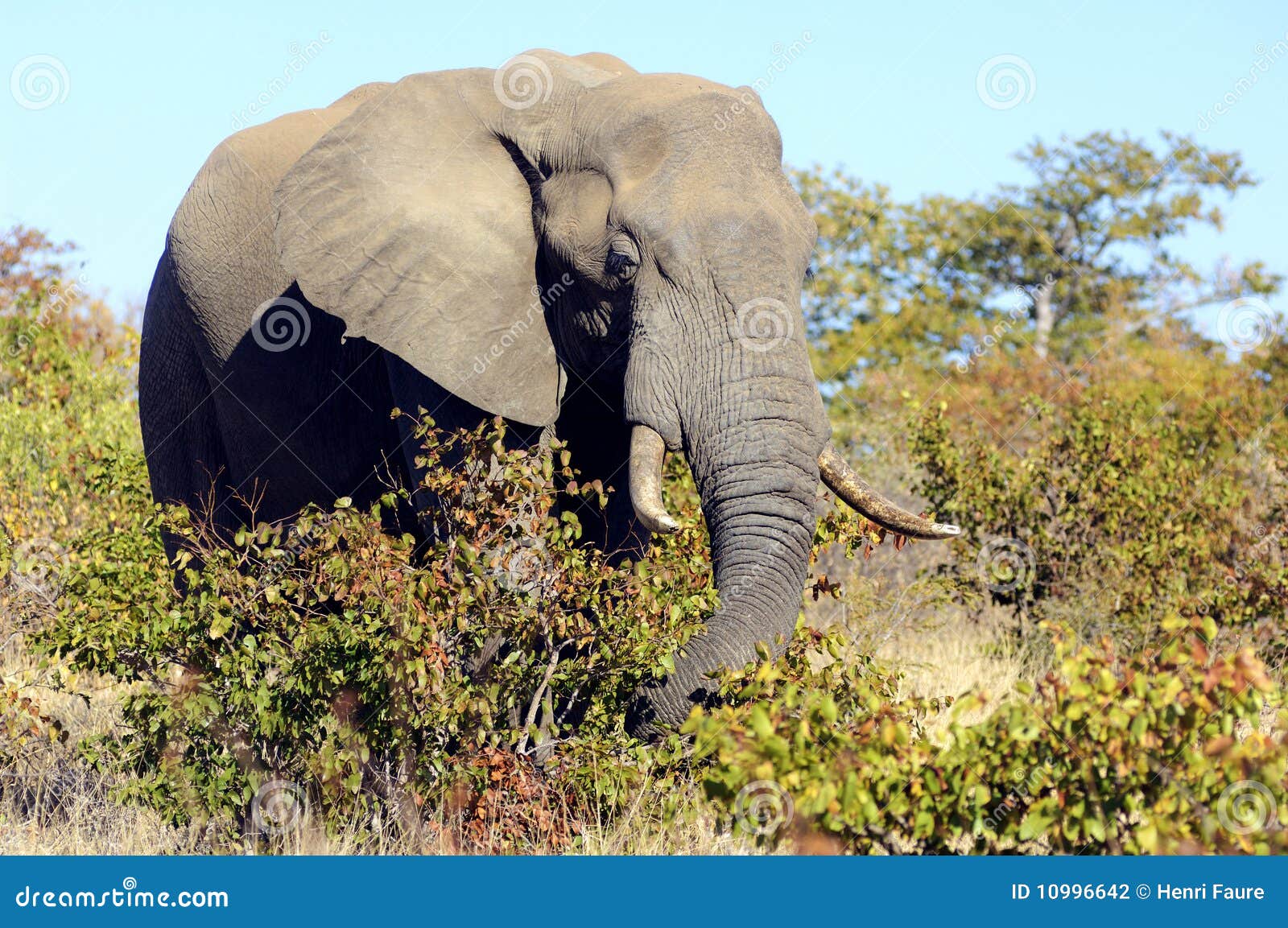 An elephant eating stock photo. Image of wildlife, pachyderm - 10996642