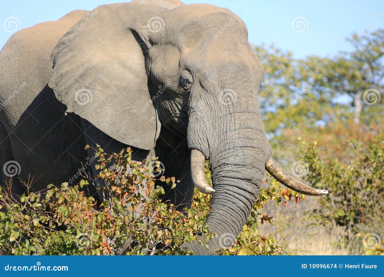 An elephant eating stock photo. Image of landscape, elephant - 10996674