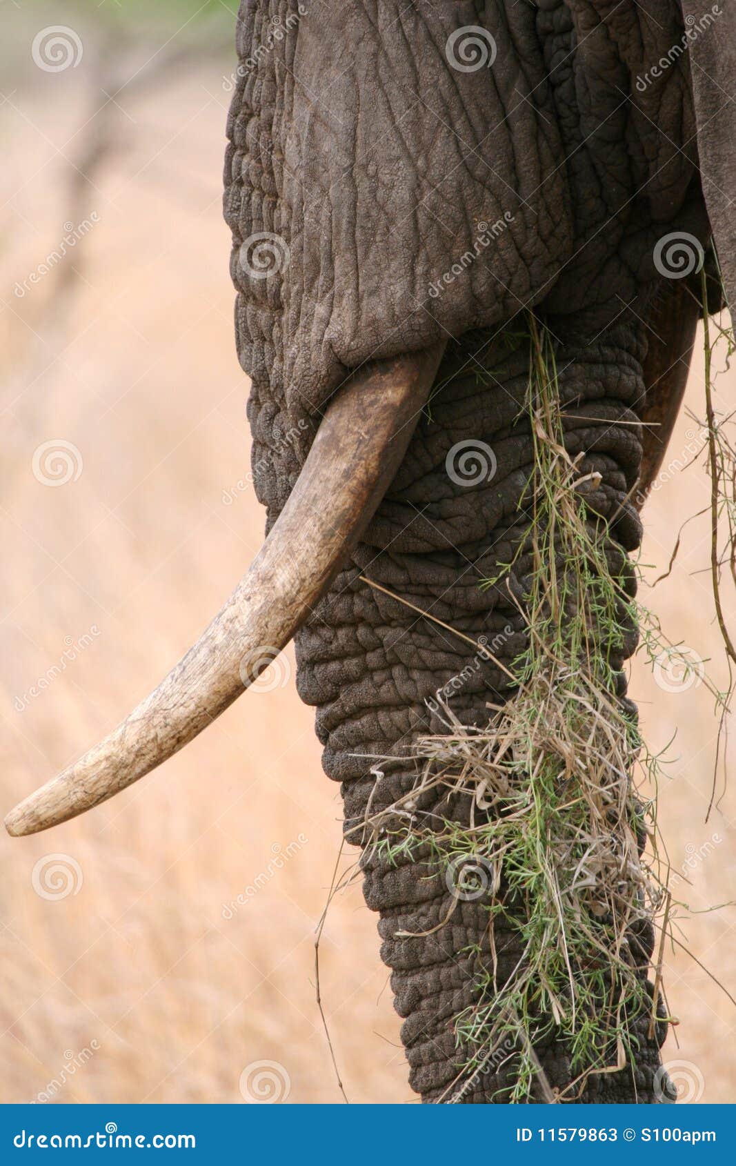 Elephant eating stock image. Image of food, elephant - 11579863