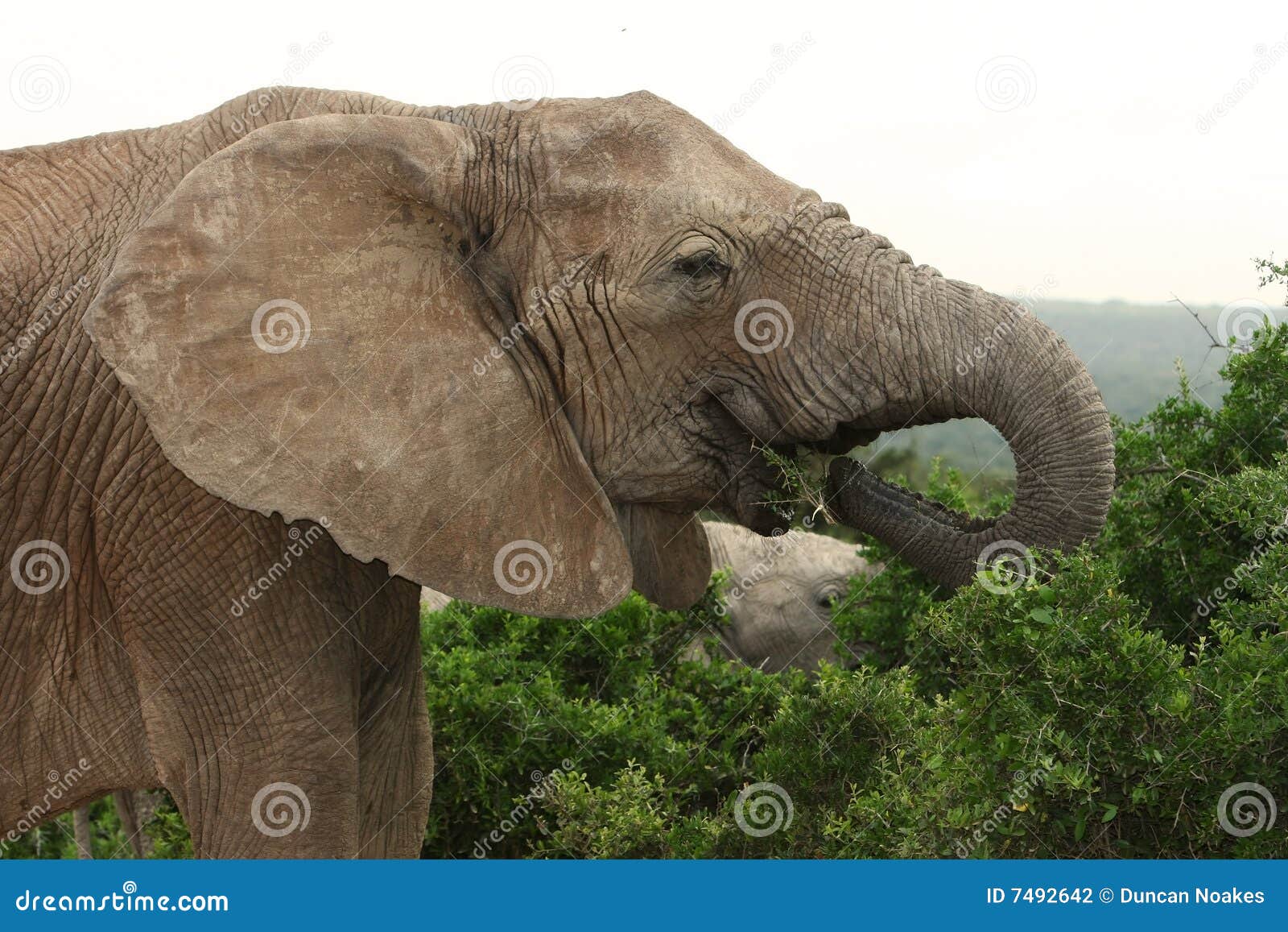 Elephant Eating stock photo. Image of conservation, addo - 7492642
