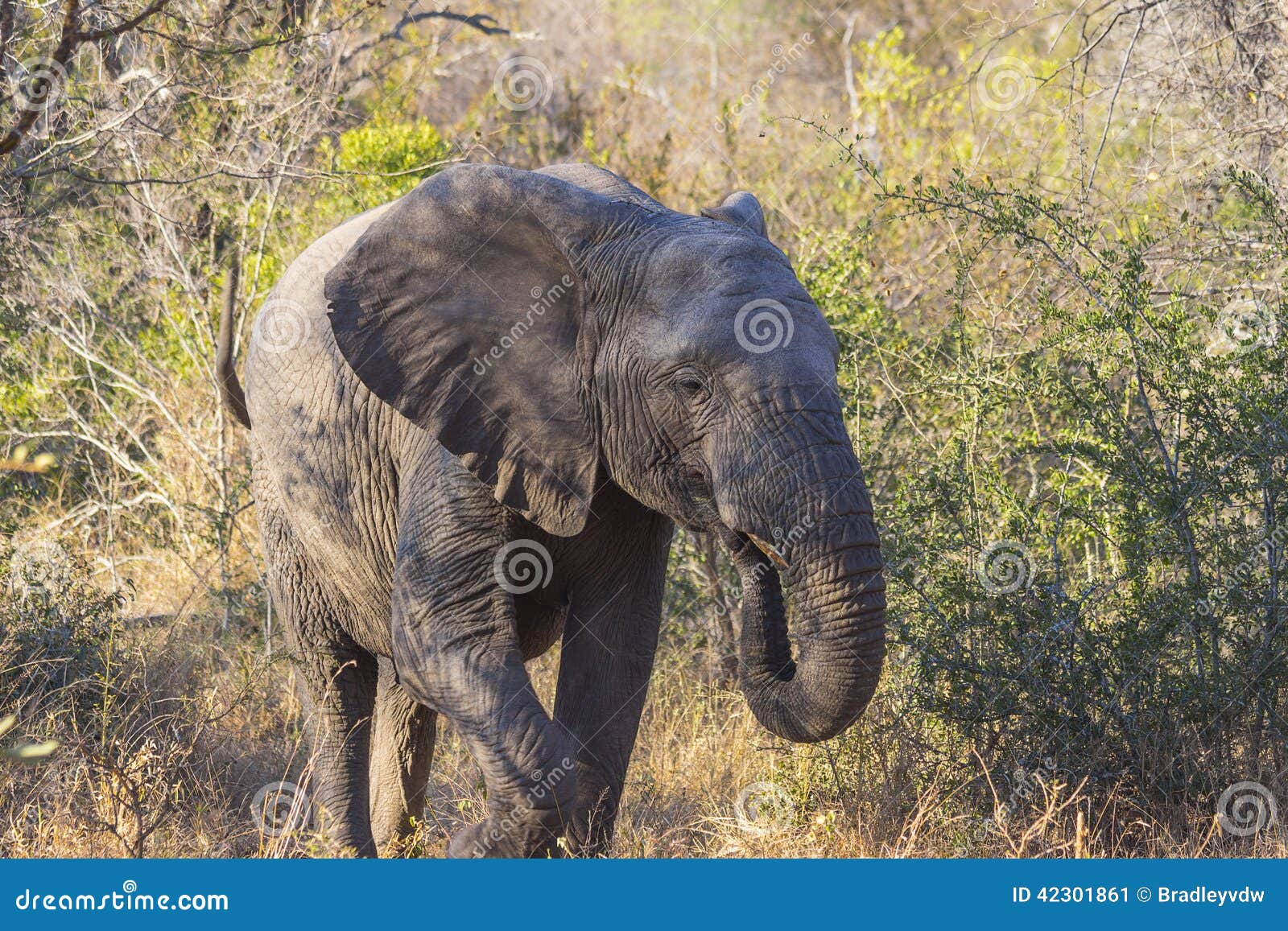 Elephant Eating in the Bush 6 Stock Image - Image of animals, national ...