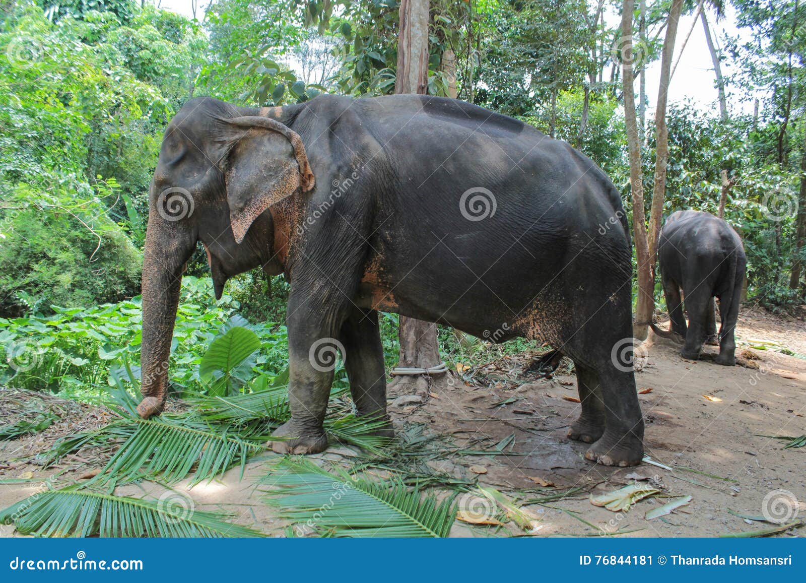 Elephant Eating Coconut Leaves Stock Image - Image of conservation ...