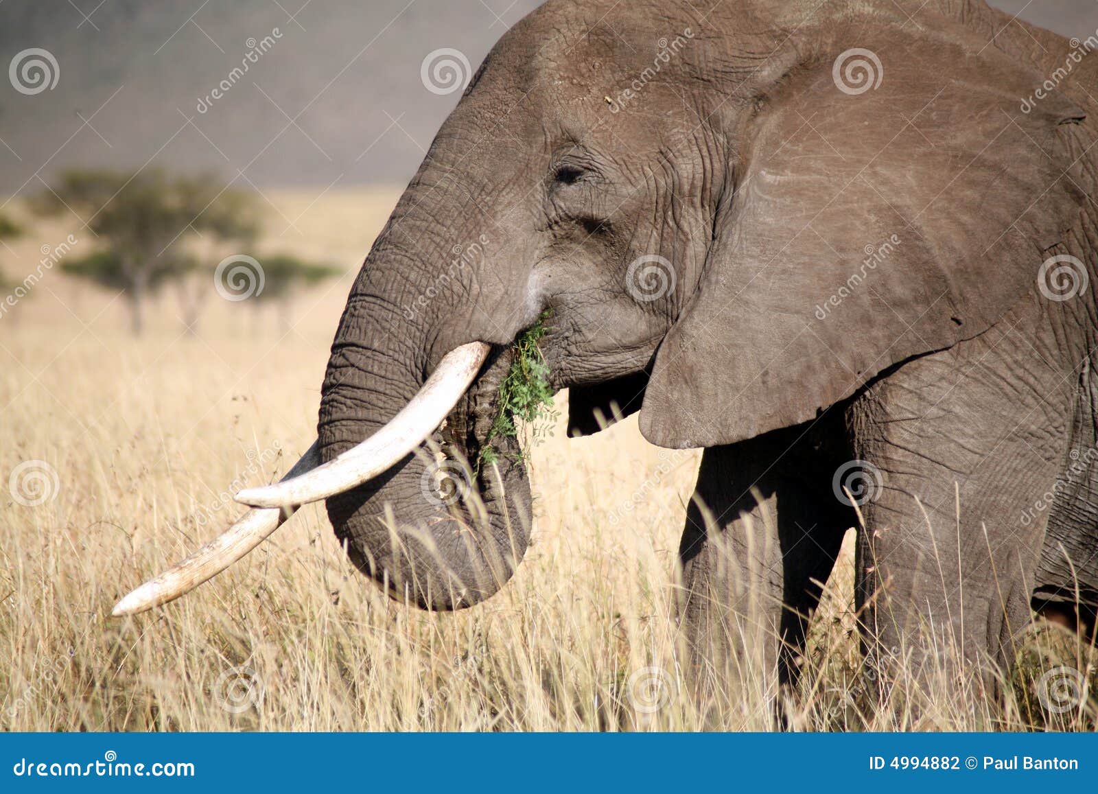 Elephant eating grass stock photo. Image of pachyderm - 4994882