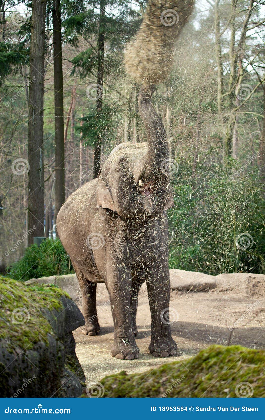 Elephant is eating hay stock photo. Image of bush, strong - 18963584