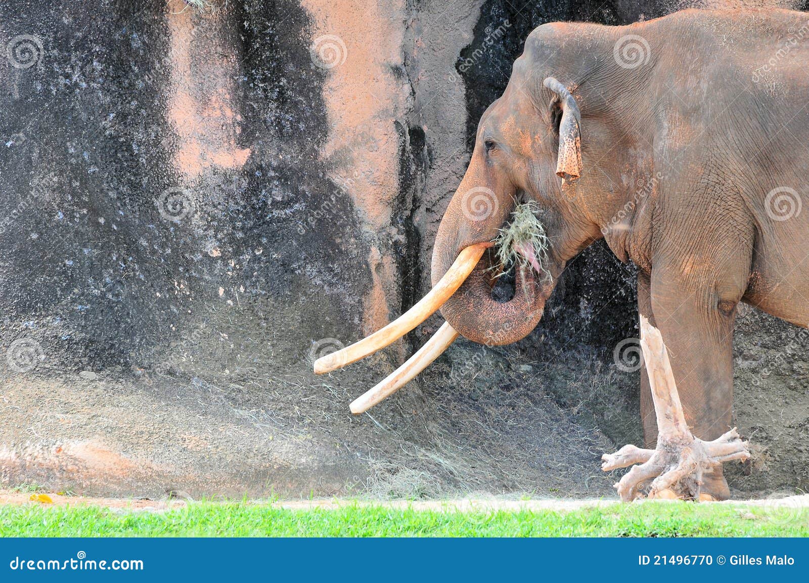 Elephant Eating Hay stock photo. Image of asians, green - 21496770