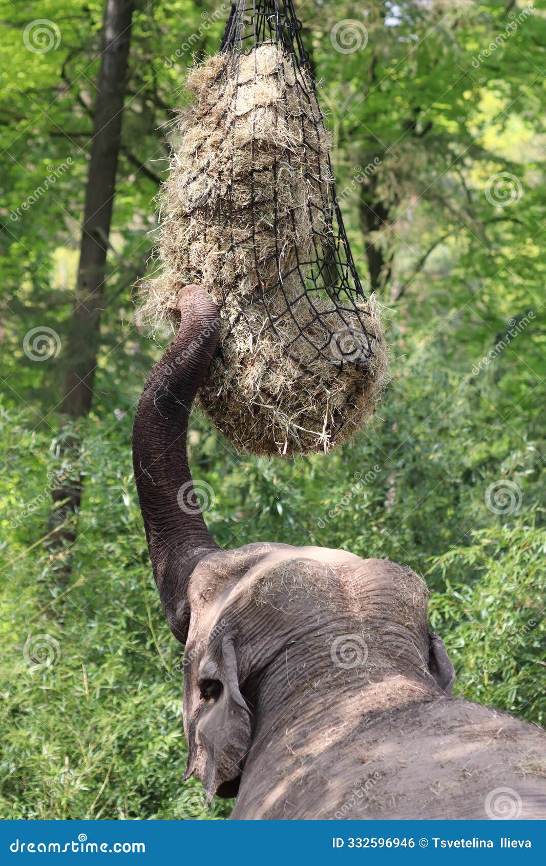 Elephant eating hay stock photo. Image of bird, jungle - 332596946