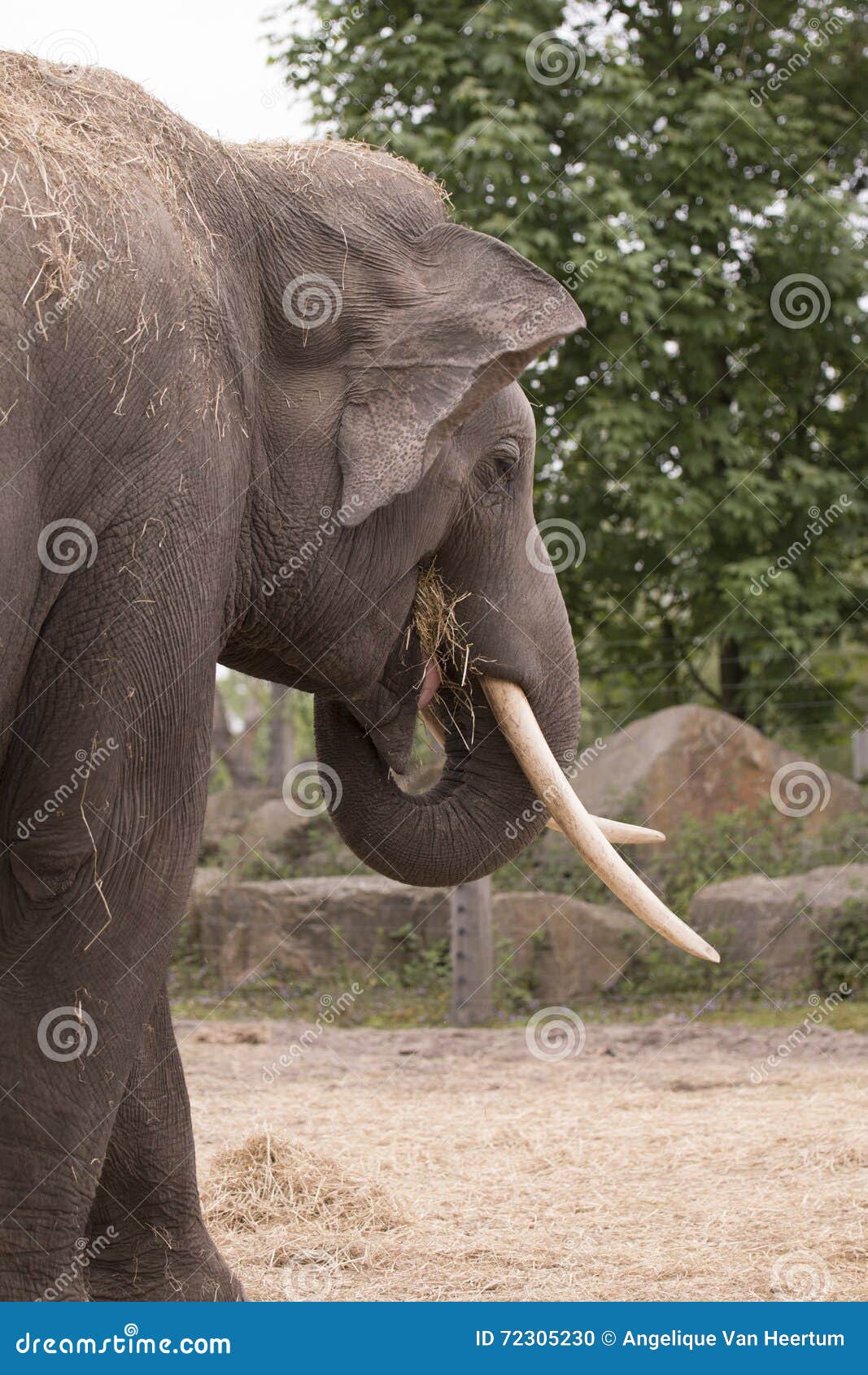 Elephant Eating Hay, Side View Head Stock Photo - Image of baby, head ...