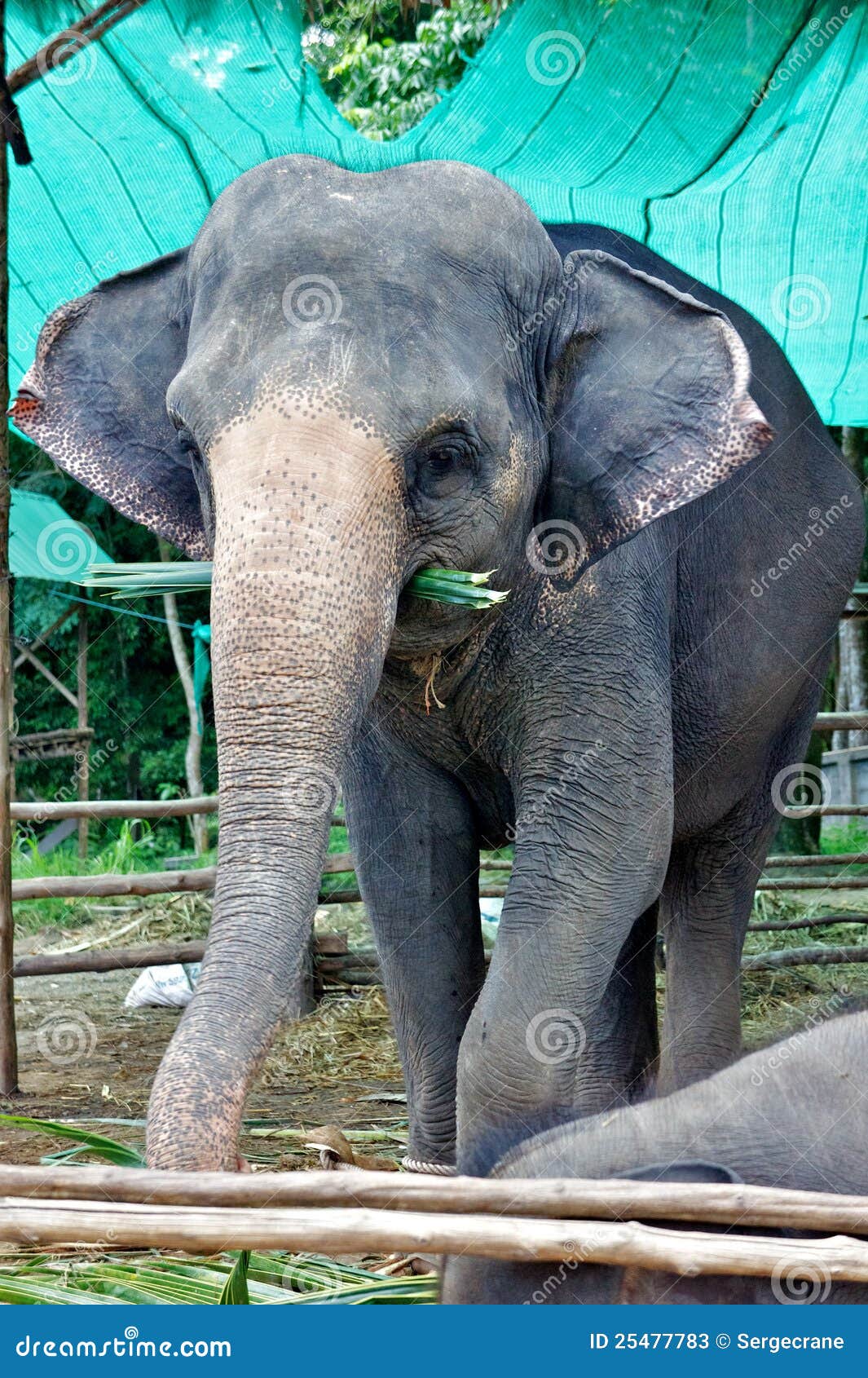 Elephant eating leaves stock image. Image of cage, animal - 25477783