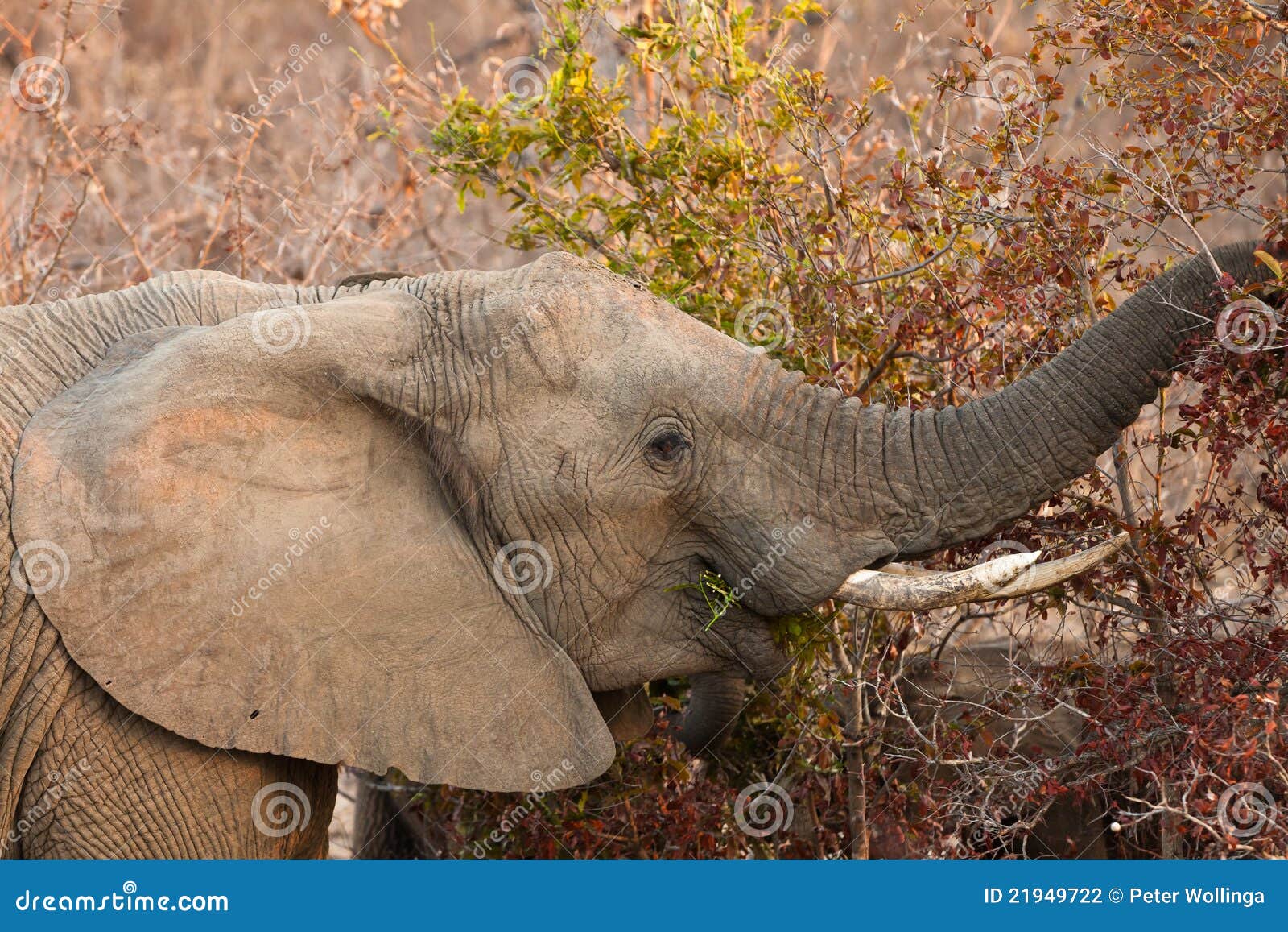 Elephant Eating Leaves From A Tree Stock Photo - Image of african ...