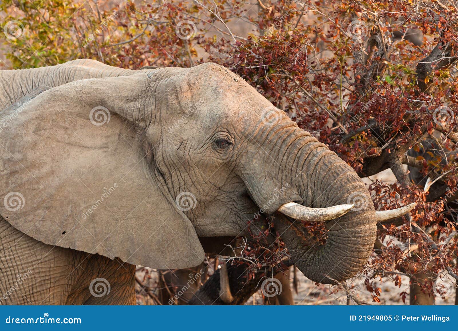 Elephant Eating Leaves From A Tree Stock Image - Image of strong ...