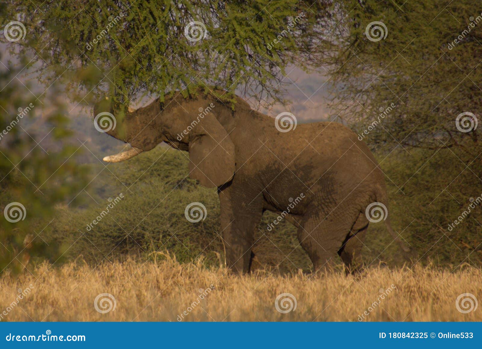 Elephant Eating Leaves from a Tree at Dusk Stock Image - Image of ...
