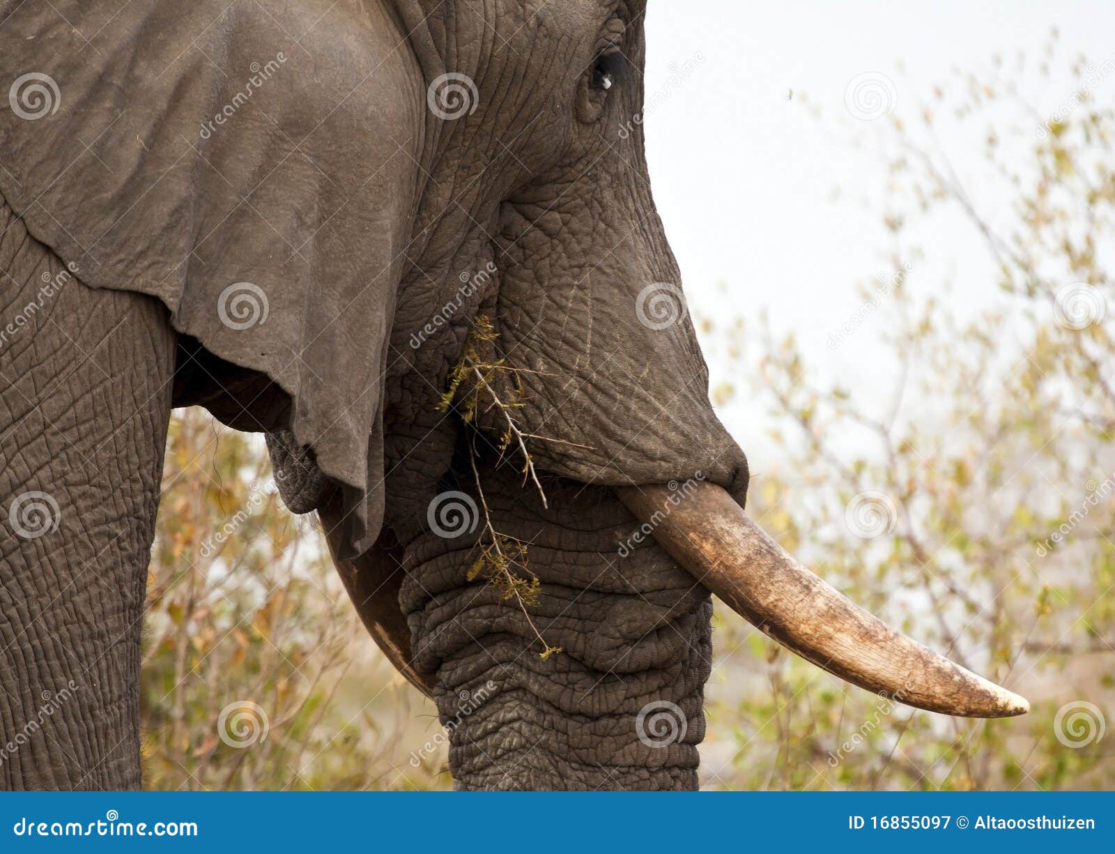 Elephant eating thorn bush stock image. Image of mouth - 16855097