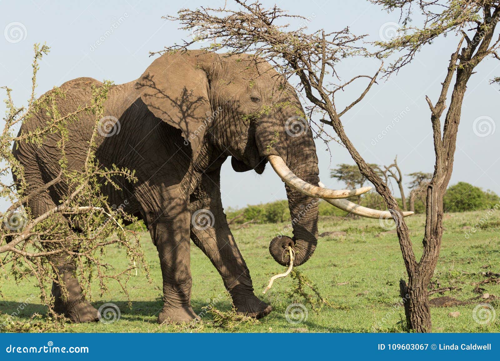 An elephant eating a tree stock image. Image of africa - 109603067