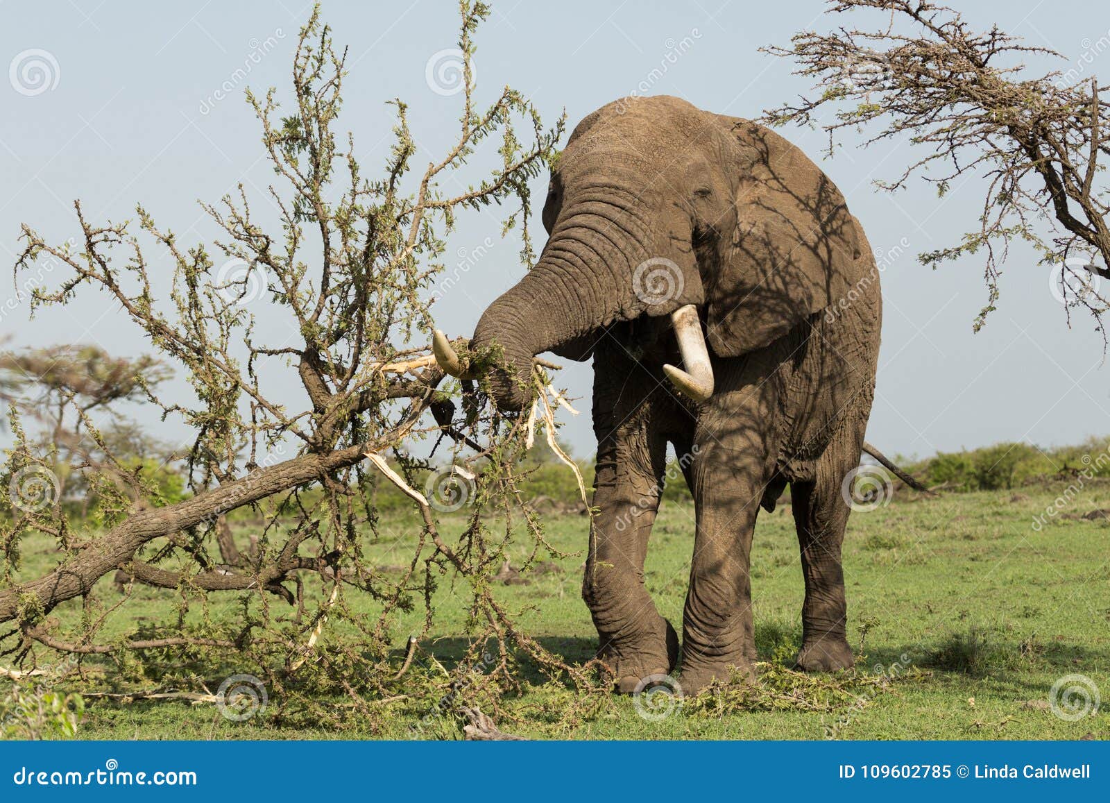 An elephant eating a tree stock image. Image of trunk - 109602785
