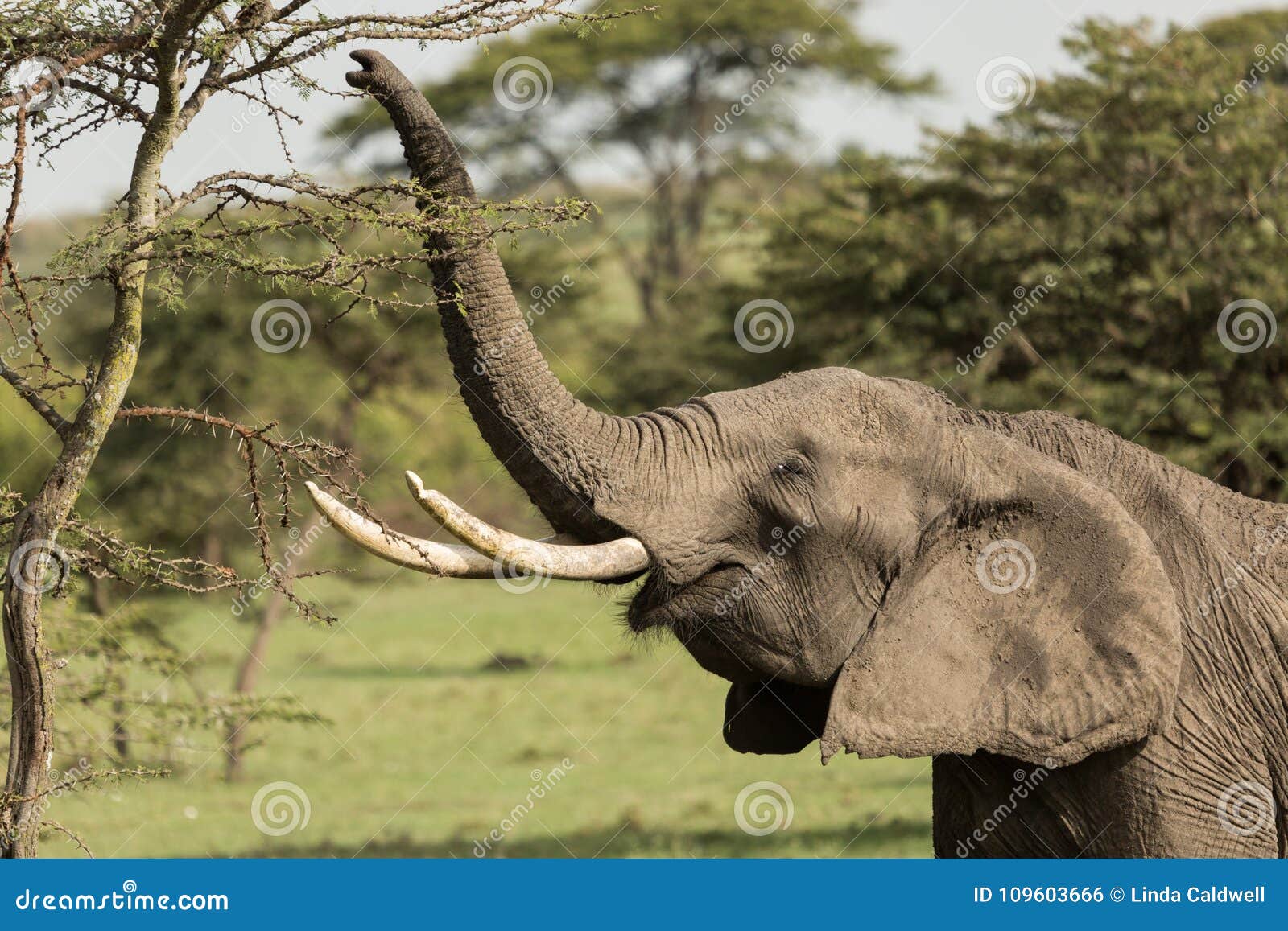 Elephant Eating From Tree