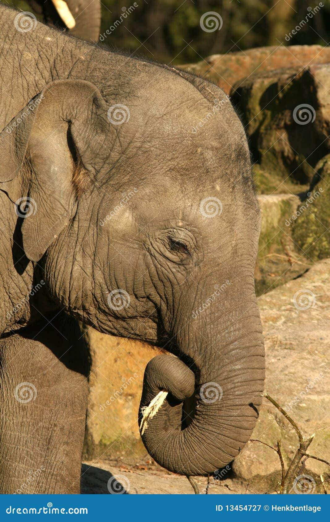 Elephant eating a twig stock image. Image of fauna, rock - 13454727